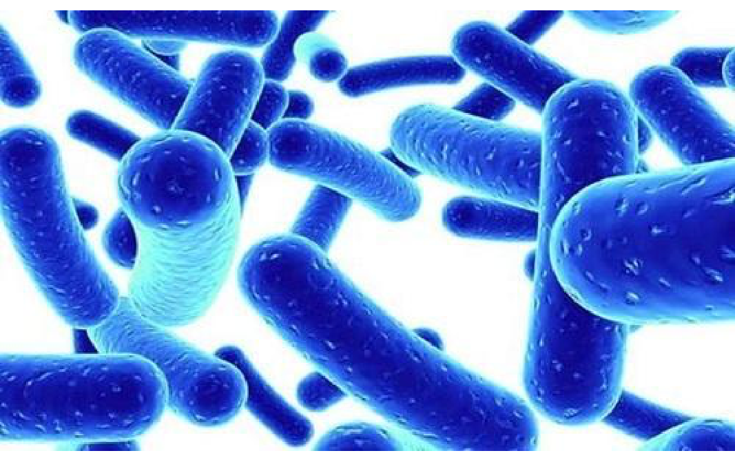 Live Lactobacillus casei shirota strain - GoToChef